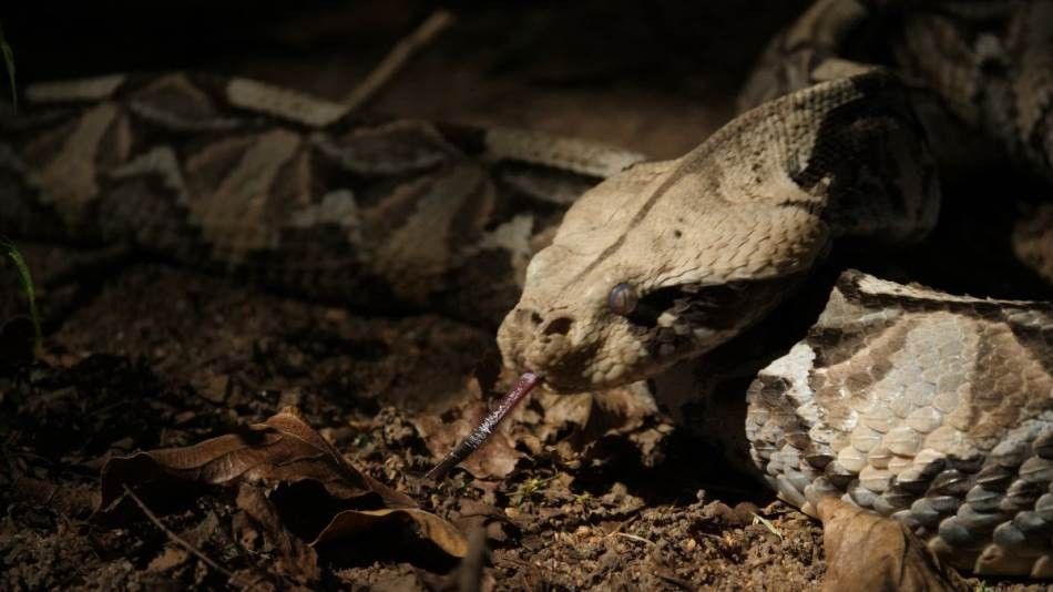 Cili gjarpër helmues ka dhëmbët më të gjatë? - Telegrafi - Telegrafi
