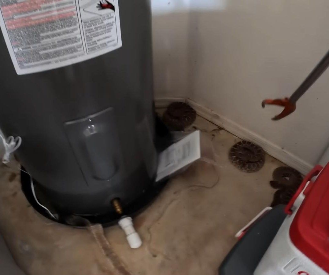 Një larguese zvarranikësh heq 20 gjarpërinj me zile nga garazhi i një ...