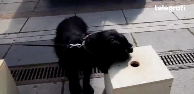 Qeni trajnues, Lisa e njësitit K9 zbulon lëndën narkotike - Telegrafi ...