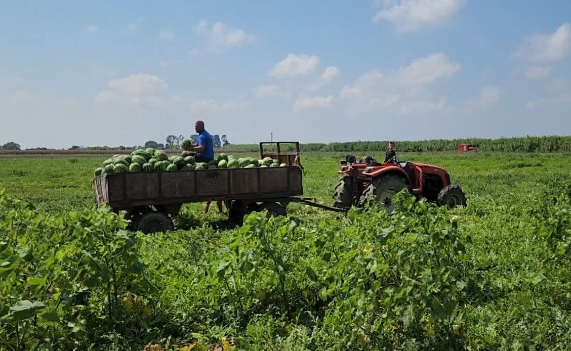 Bie punësimi në bujqësi, paragjykimet dhe emigracioni largojnë të ...