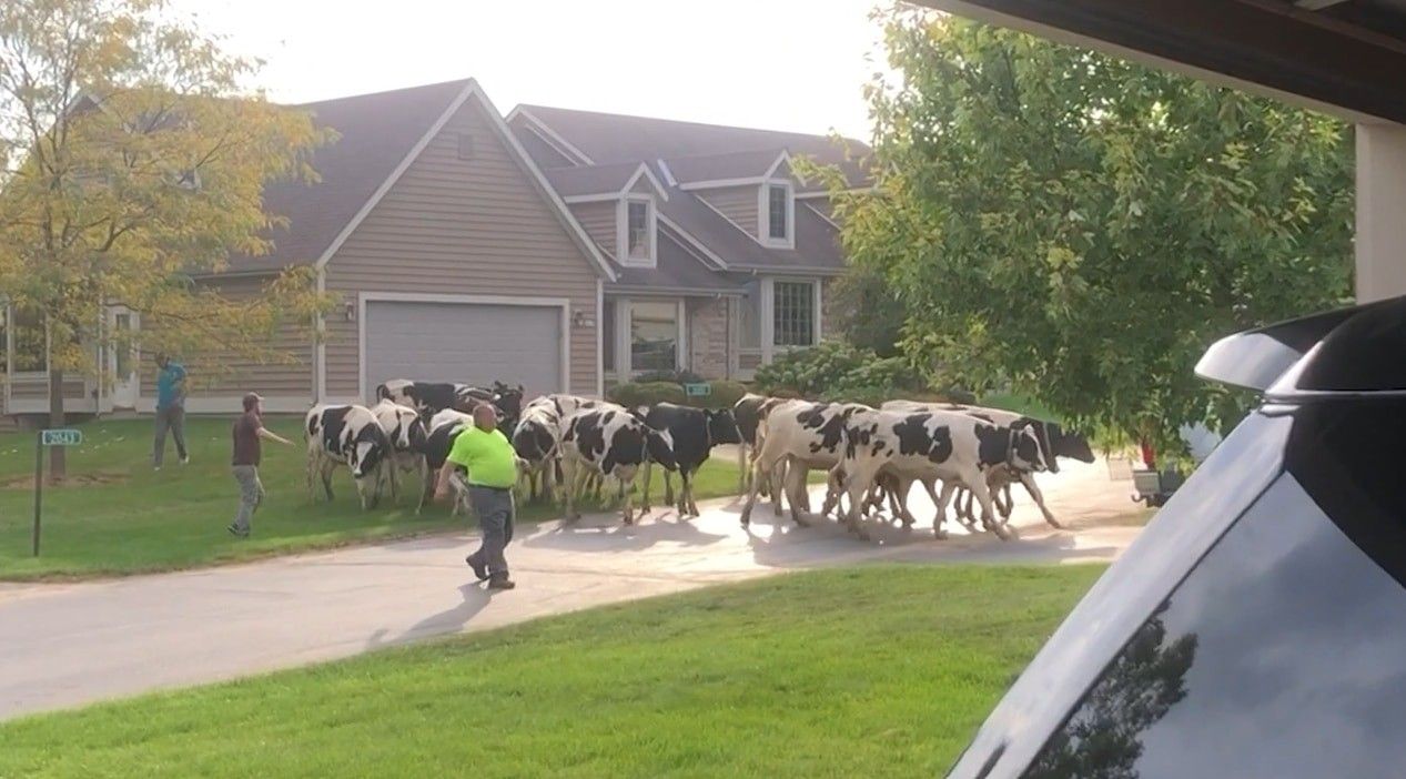 Dozens of 'cows' invade a neighborhood in Wisconsin - Telegraph - Telegraph