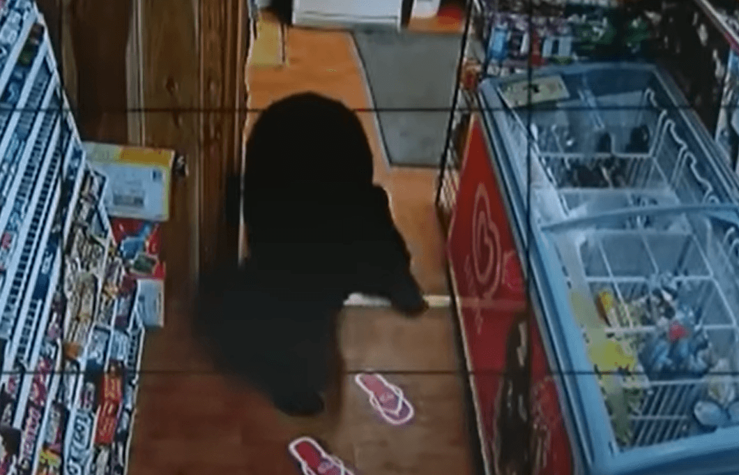 The bear entered the store of a gas station in Canada and stole a bag ...