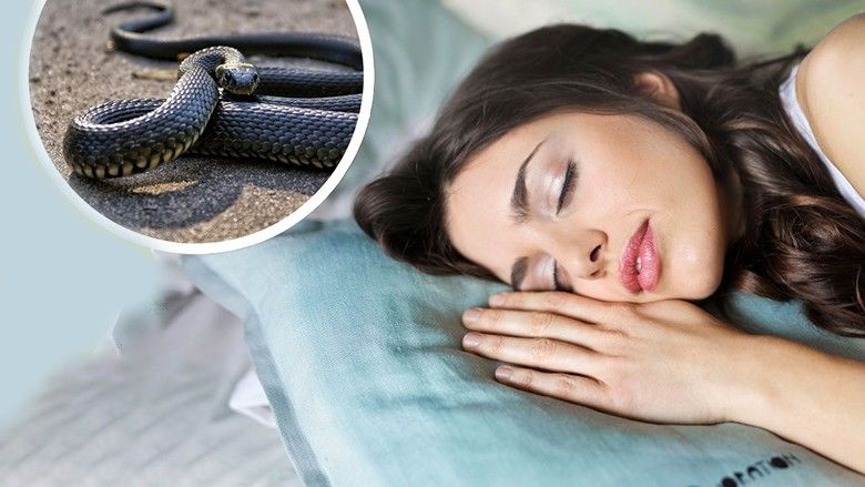 Have you ever dreamed of a snake? Freud and Gustav Jung interpreted the ...