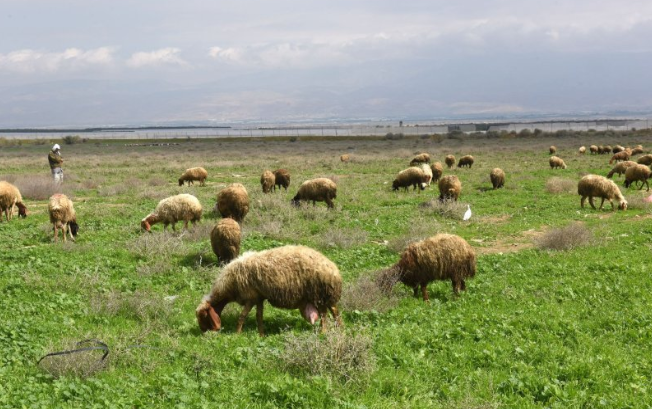 44 escaped sheep found two days later in Ontario - Telegraph - Telegraph