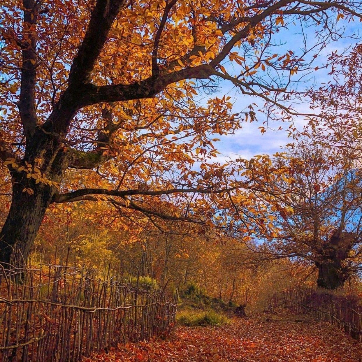 Pylli i Gështenjave të Reҫit, koha më e mirë për ta vizituar ...
