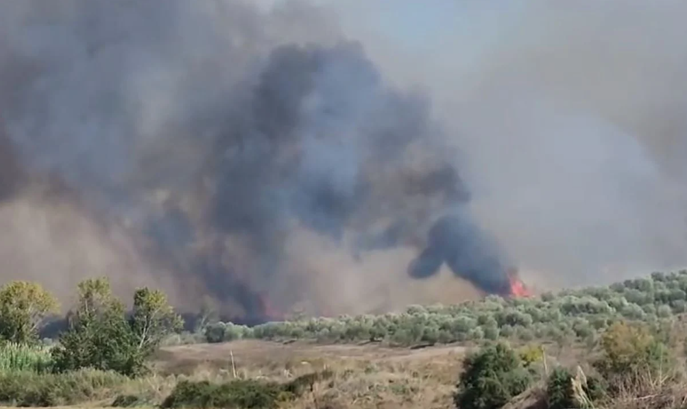 Zjarr në kodrat e Libofshës, digjen sipërfaqe të mëdha me ullishte ...