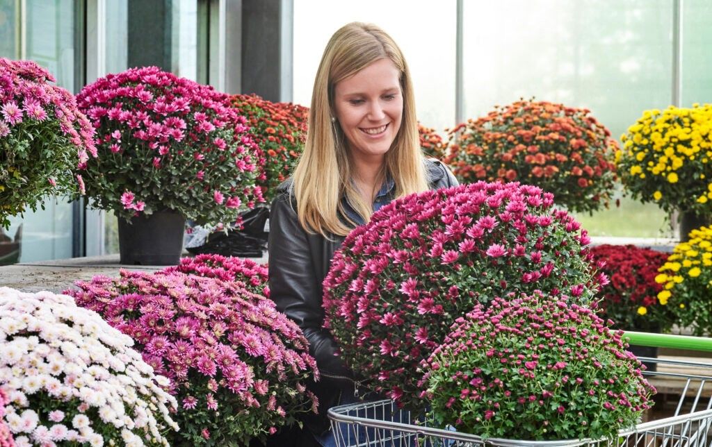 Lulja që tërheq fat dhe lulëzon vetëm në dimër: Kjo bimë është simbol i ...