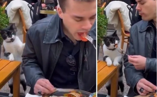 Macja e parezistueshme kërkon ushqim në rrugët e Stambollit - Telegrafi ...