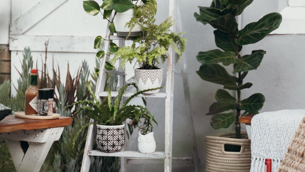 Ushqimi më i mirë natyral për bimët që kanë filluar të thahen - do t'i ...