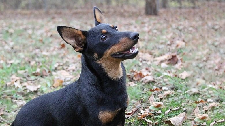 Lancashire Heeler, qeni i vogël me buzëqeshje të madhe: Ka vetëm 5.000 ...