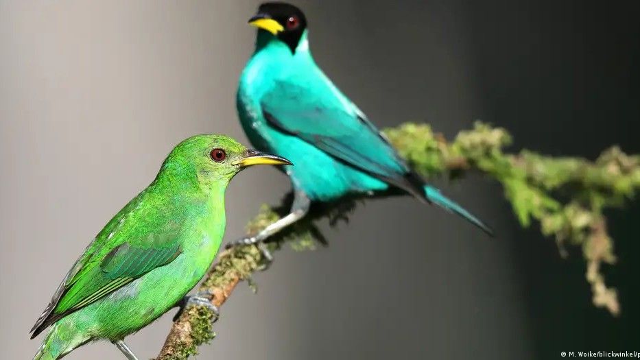 What a rare discovery! This bird has the right half of its body male ...