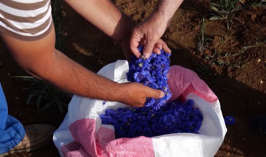 Bie eksporti i bimëve aromatike në Shqipëri - Telegrafi - Telegrafi