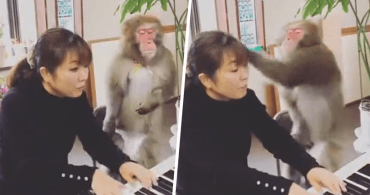 The monkey reacts strangely by hitting the woman while she plays the ...