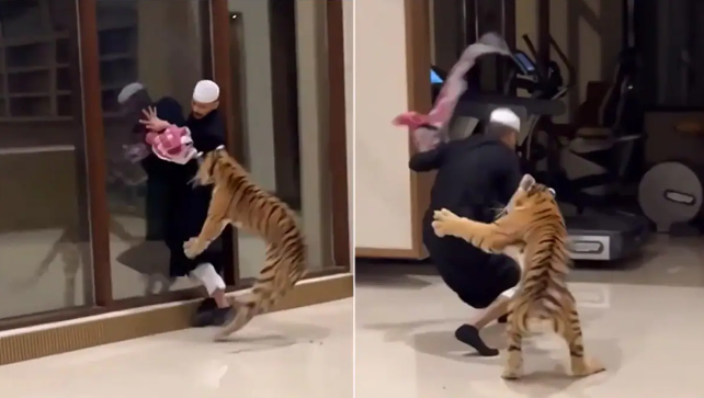 Video showing pet tiger chasing man home sparks reactions online ...