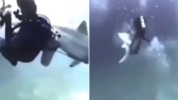 The shark attacks the group of divers, the dramatic views from the ...