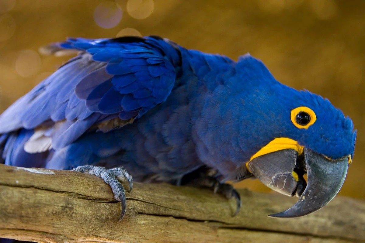 Blue parrot: A giant that can live for more than 60 years - Telegraph ...