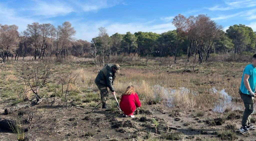 Mbillen 200 pisha mesdhetare në Pishë Poro të Fierit - Telegrafi ...
