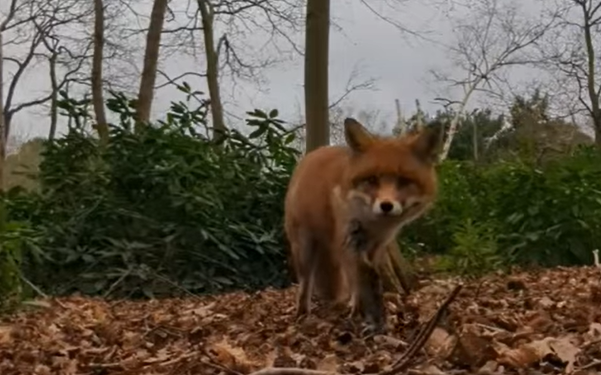 Dhelpra kureshtare rrëmben telefonin e oficerit britanik - Telegrafi ...