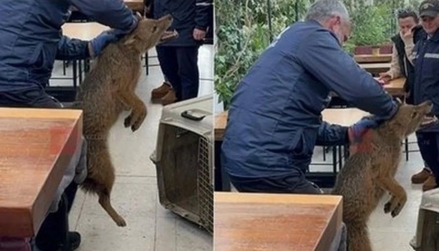 Jackal lands in the middle of Tirana, gets caught on the steps of the ...