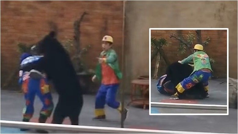 The moment the bear turned on the handler and laid him on the ground in ...