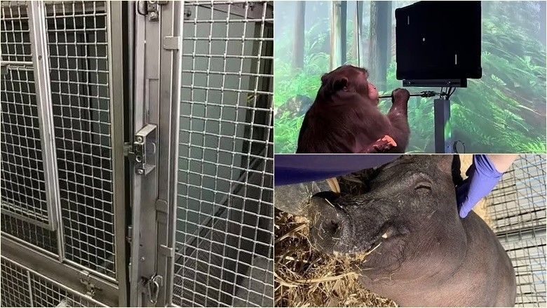 Inside Elon Musk's Neuralink lab where 1500 animals are said to have ...