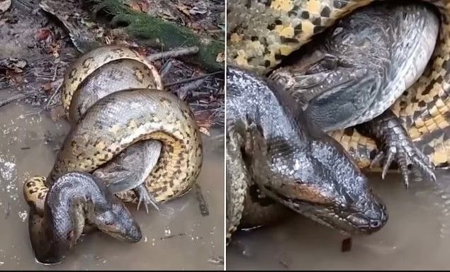 When the predator becomes prey, the anaconda crushes the giant snake to ...