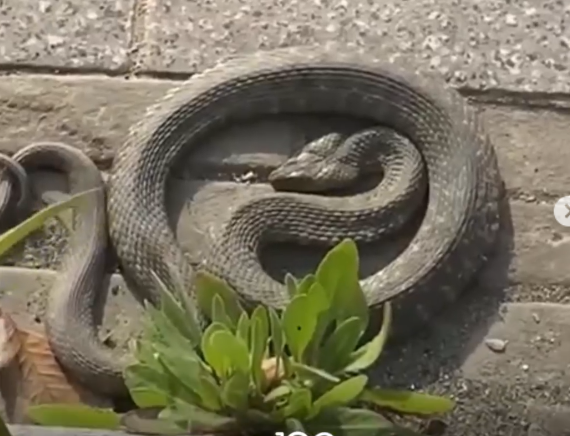 Një vizitor i papritur, gjarpri tremb qytetarët në Velipojë - Telegrafi ...