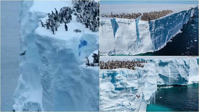 Spectacular moment: Hundreds of "baby penguins" jump from a 15-meter ...