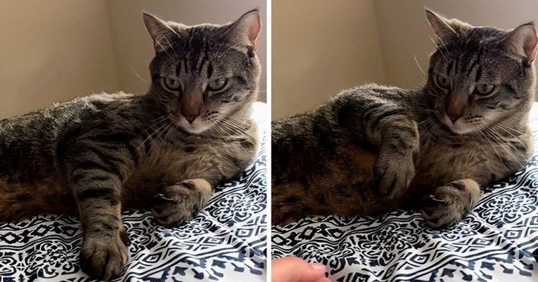 See the cat's reaction when the owner tries to touch it - Telegraph ...