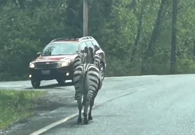 Zebra escapes from the truck, causes chaos on the streets of Washington ...