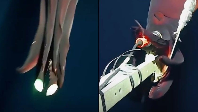 A scary creature is filmed at a depth of 1000 meters in the Pacific ...
