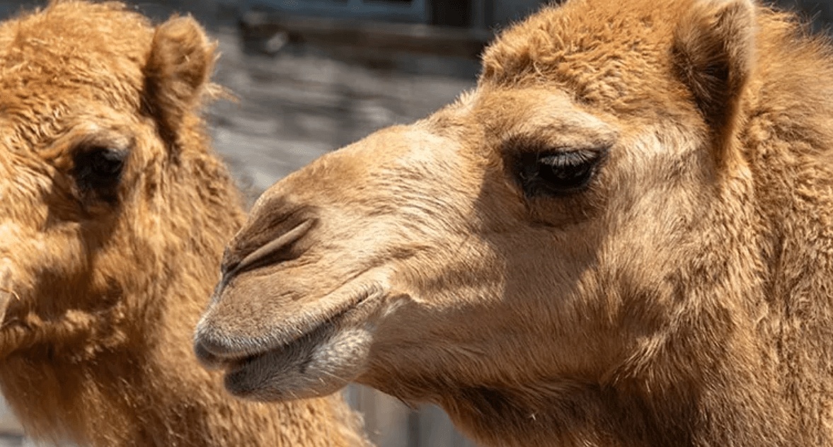 Two camels escape from the zoo in Ohio - Telegraph - Telegraph