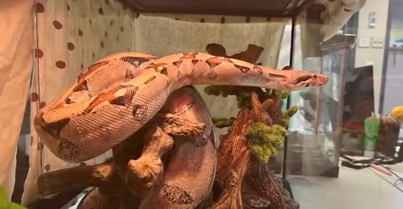 1.5 meter long boa constrictor is caught inside a building in New York - Telegraph - Telegraph