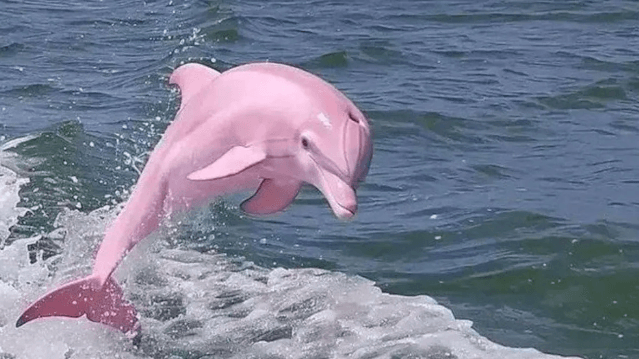 I vërtetë apo i rremë? Reagojnë përdoruesit e rrjeteve sociale pas ...