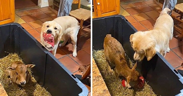 Dog shares his toy with a calf - the sight is very sweet - Telegraph ...