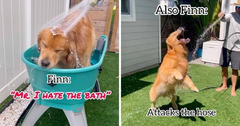 This dog loves water, but see how he behaves when it's bath time ...