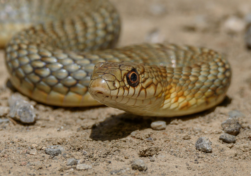 QMK: Gjithnjë e më shumë thirrje në numrin e emergjencave për prani të ...