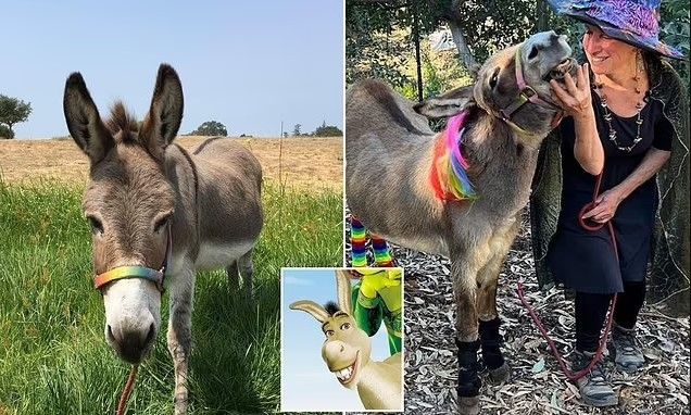 Elderly donkey named Perry who inspired Eddie Murphy's character in ...