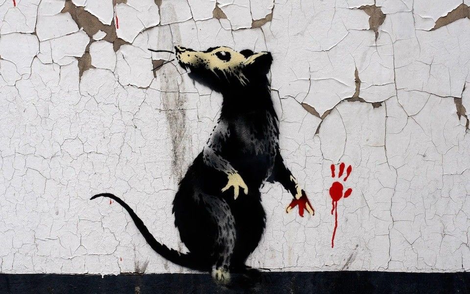 Why are you (mostly) superior to the mouse?! - Telegraph - Telegraph