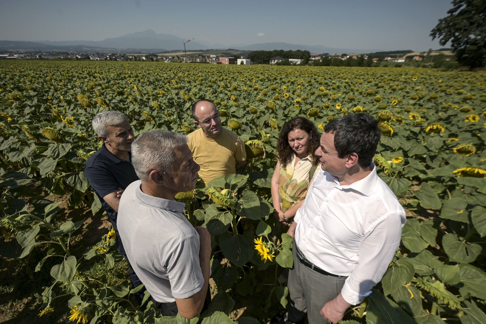 Fusha të mbjella me lulediell, Kurti në Ferizaj: Ushqimi në tryezat ...