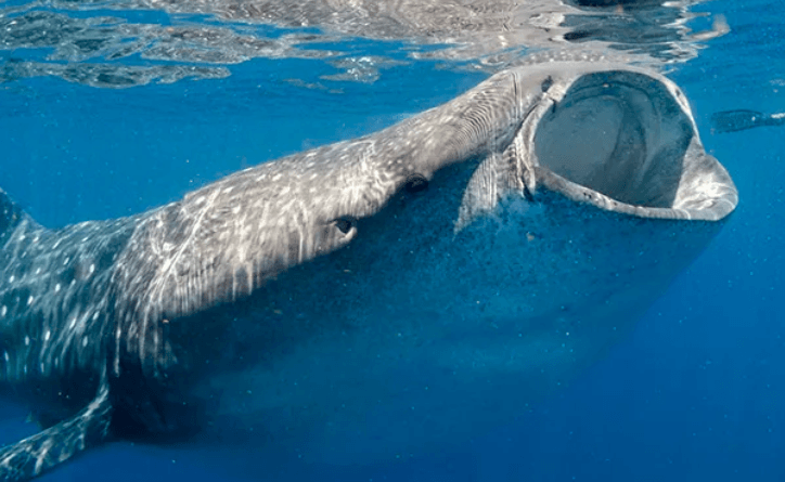 The oceans are losing oxygen and the danger is great - Telegraph ...