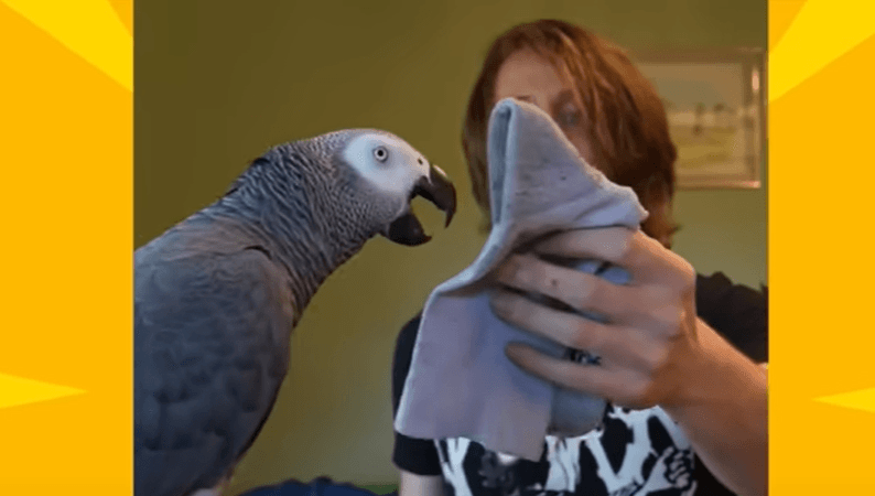 The famous TikTok parrot sets a world record by successfully ...
