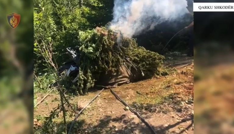 Over 17 cannabis plants and seedlings are destroyed, two citizens are ...
