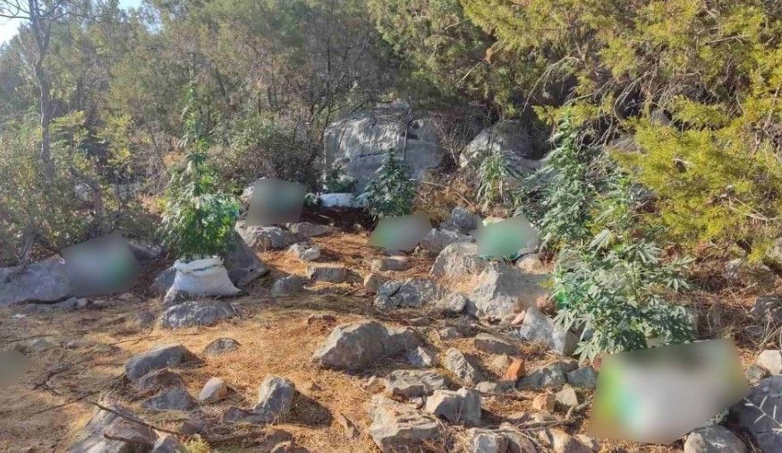 Operacion nga deti e toka, ‘çmontohet’ grupi shqiptar i marijuhanës në ...