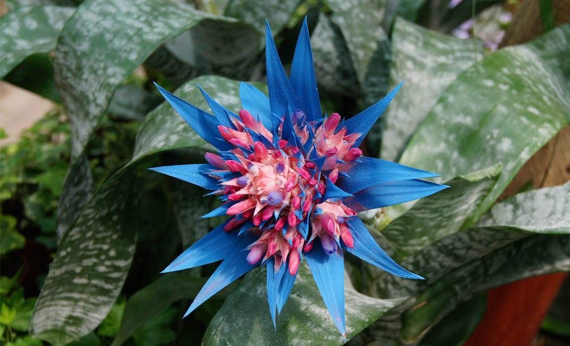 Aechmea: A plant with very beautiful flowers, extremely easy to grow ...