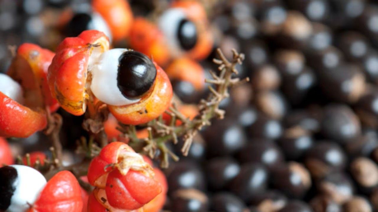 Guarana, a powerful plant with incredible action - Telegraph - Telegraph