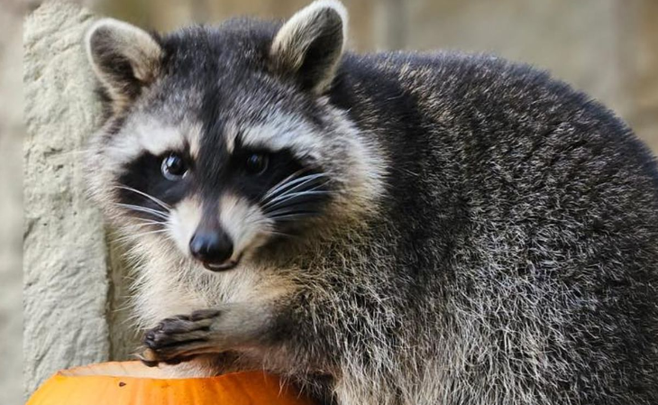 Dogs and drones are on the lookout for four raccoons that escaped from ...