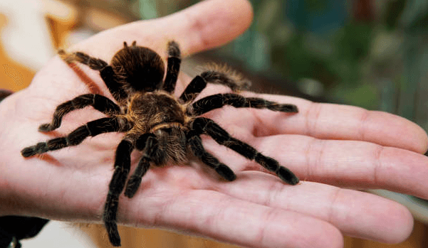 A smuggler is arrested in Peru with over 300 tarantulas tied to his ...