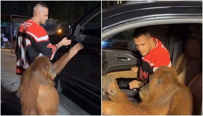 Unusual - Don Johnny is seen on a ride with a monkey - Telegraph ...