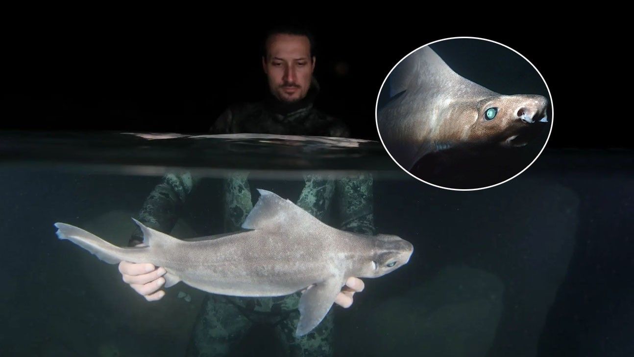 The "ghost" shark discovered off the coast of Albania, amazes the world ...